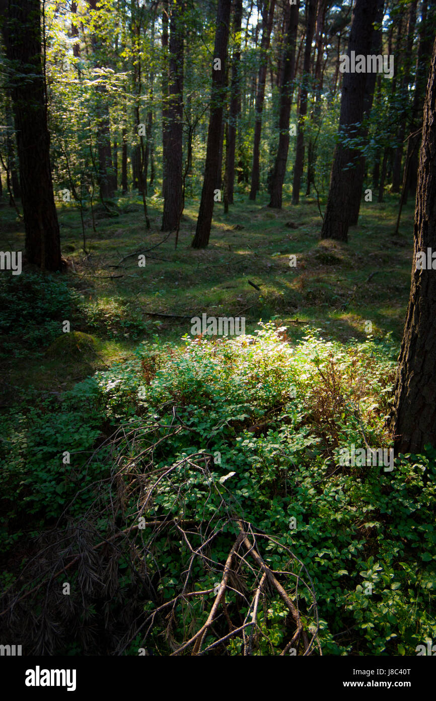 sun in forest Stock Photo - Alamy
