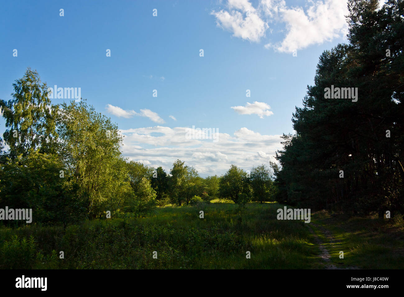 blue, health, tree, trees, field, spring, outside, gate, healthy, blue ...