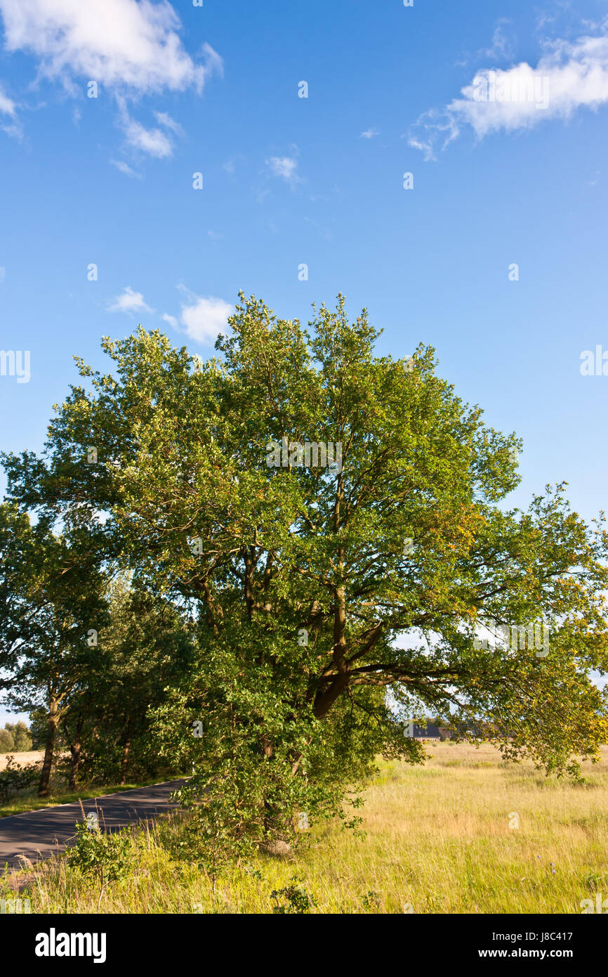tree in summer Stock Photo - Alamy