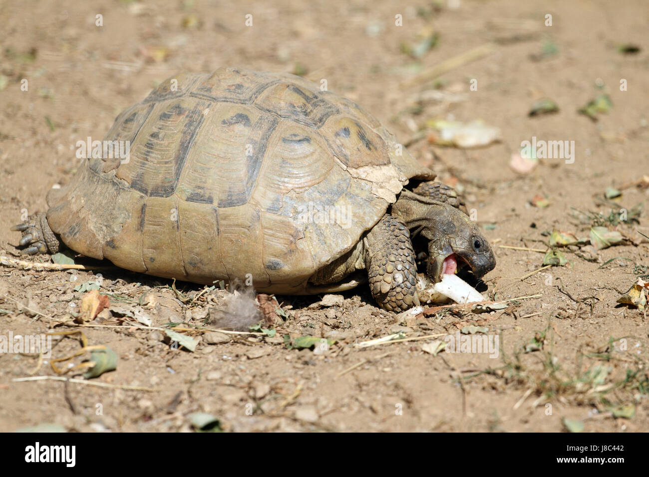 reptile, zoo, wildlife, captivity, turtle, tortoise, animal, pets ...