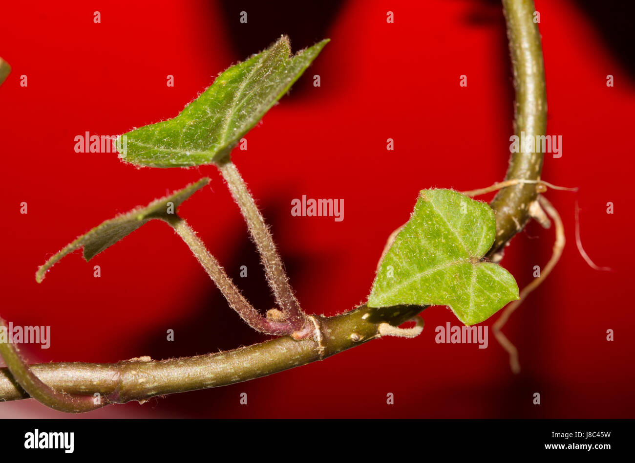 Ivy sheet hi-res stock photography and images - Alamy