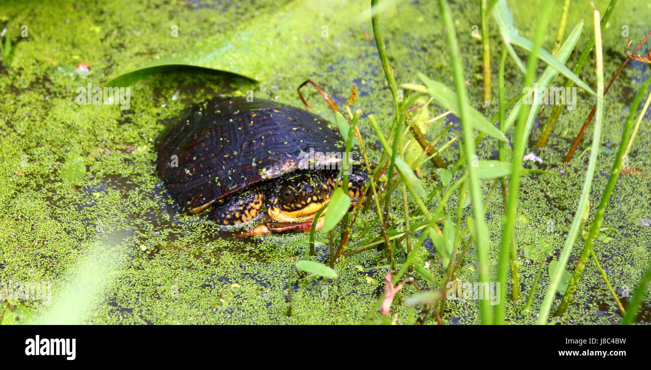 turtle, tortoise, laugh, laughs, laughing, twit, giggle, smile, smiling ...