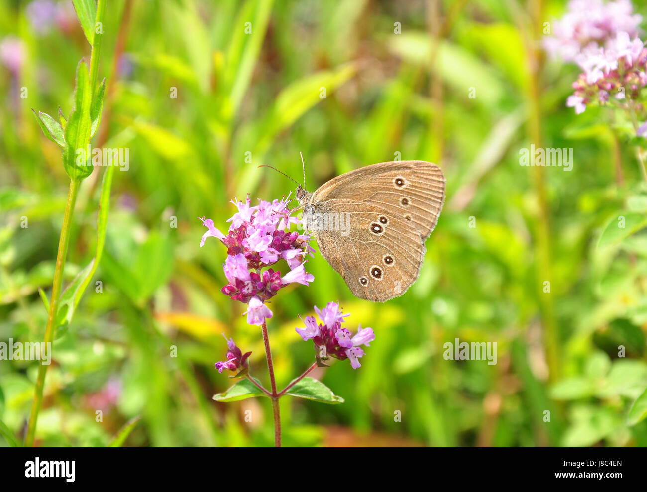 animal, insect, fauna, bloom, blossom, flourish, flourishing, butterfly ...