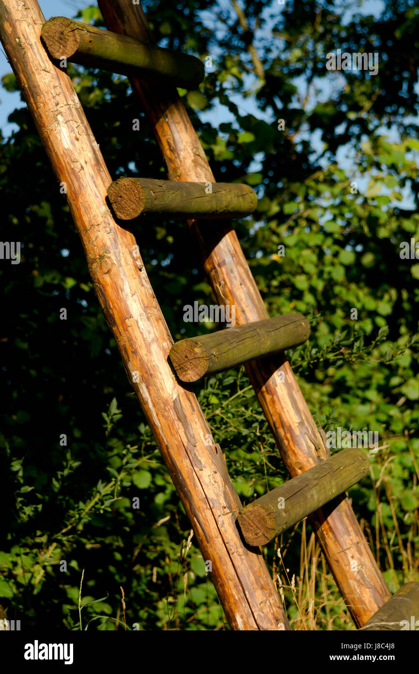 tree, trees, wood, deerstand, ladder, hunting, chase, forest, nature ...