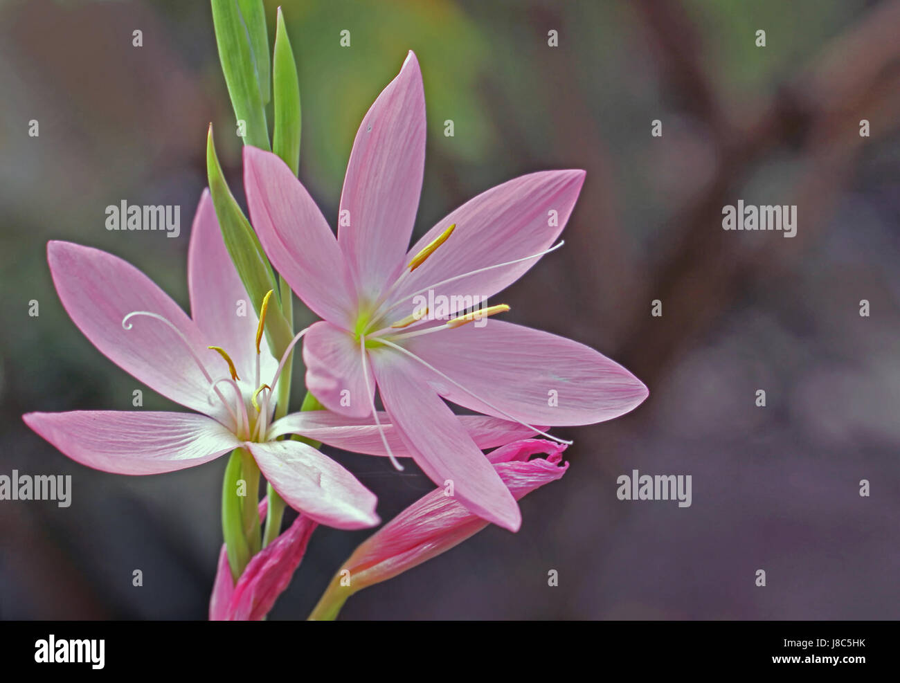 Irisgewchs hi-res stock photography and images - Alamy