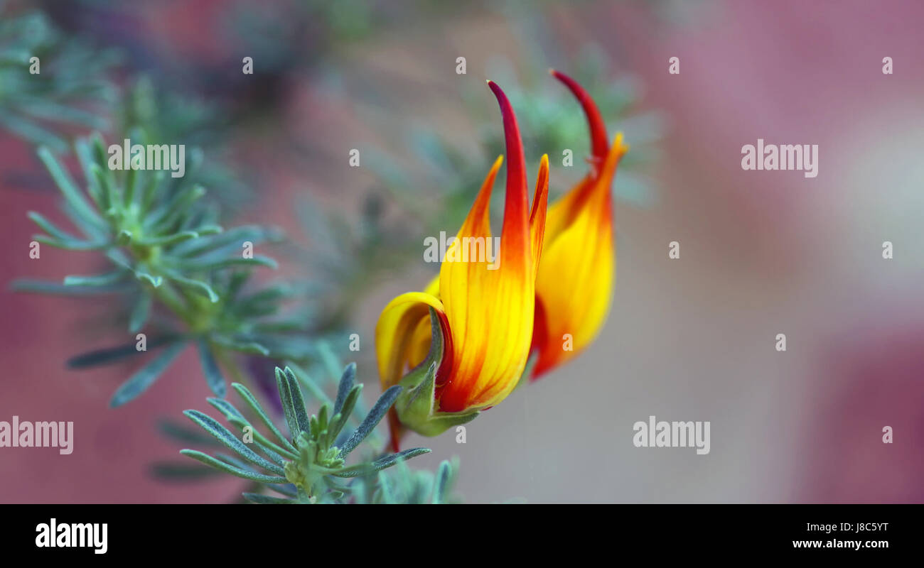 blossoms, flame, flames, lotus, bleed, shine, shines, bright, lucent ...