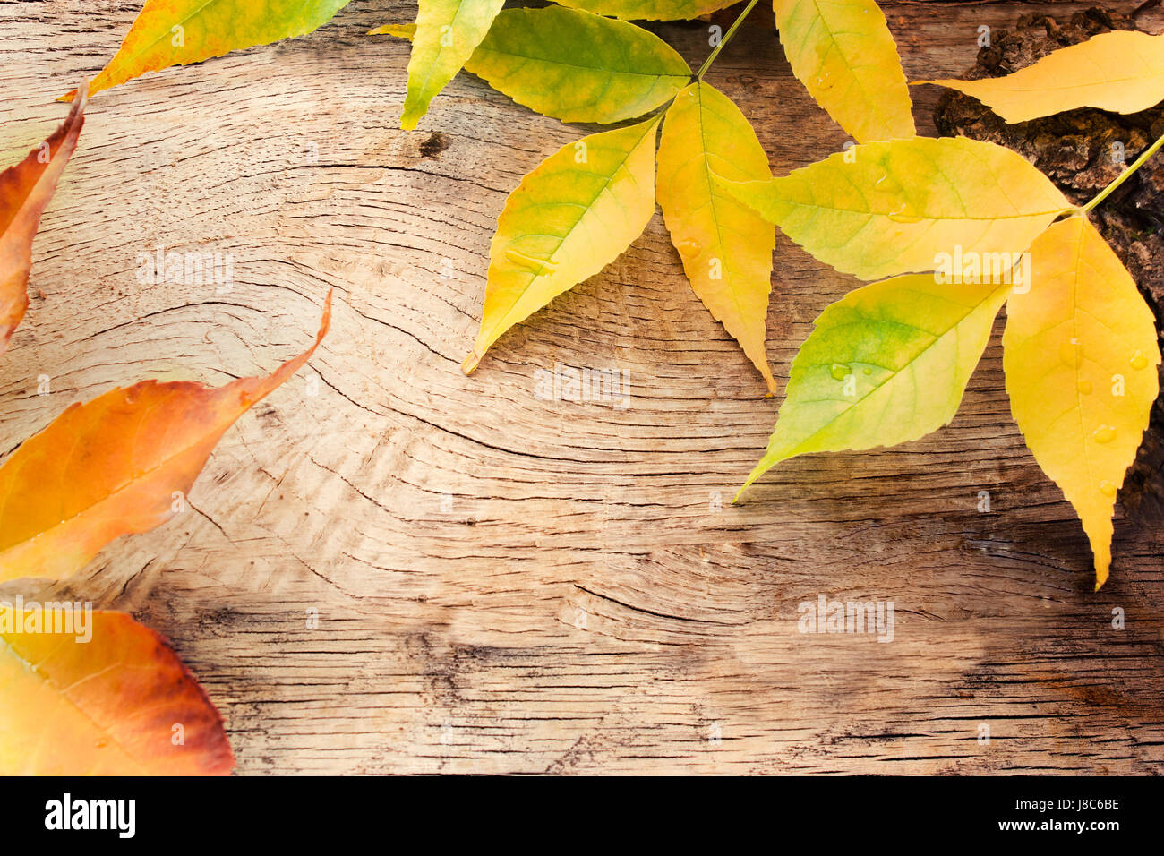 wood, leaves, colorful, backdrop, background, forest, foliage, texture ...