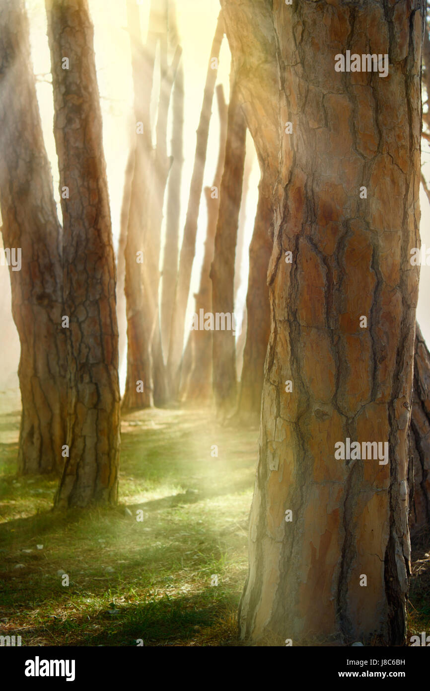 tree, pine, sight, view, outlook, perspective, vista, panorama, lookout ...
