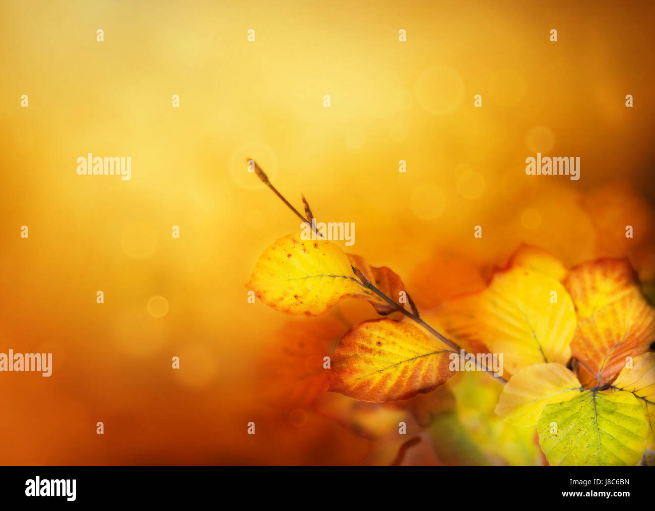 lights, leaves, colorful, backdrop, background, forest, foliage, fall ...