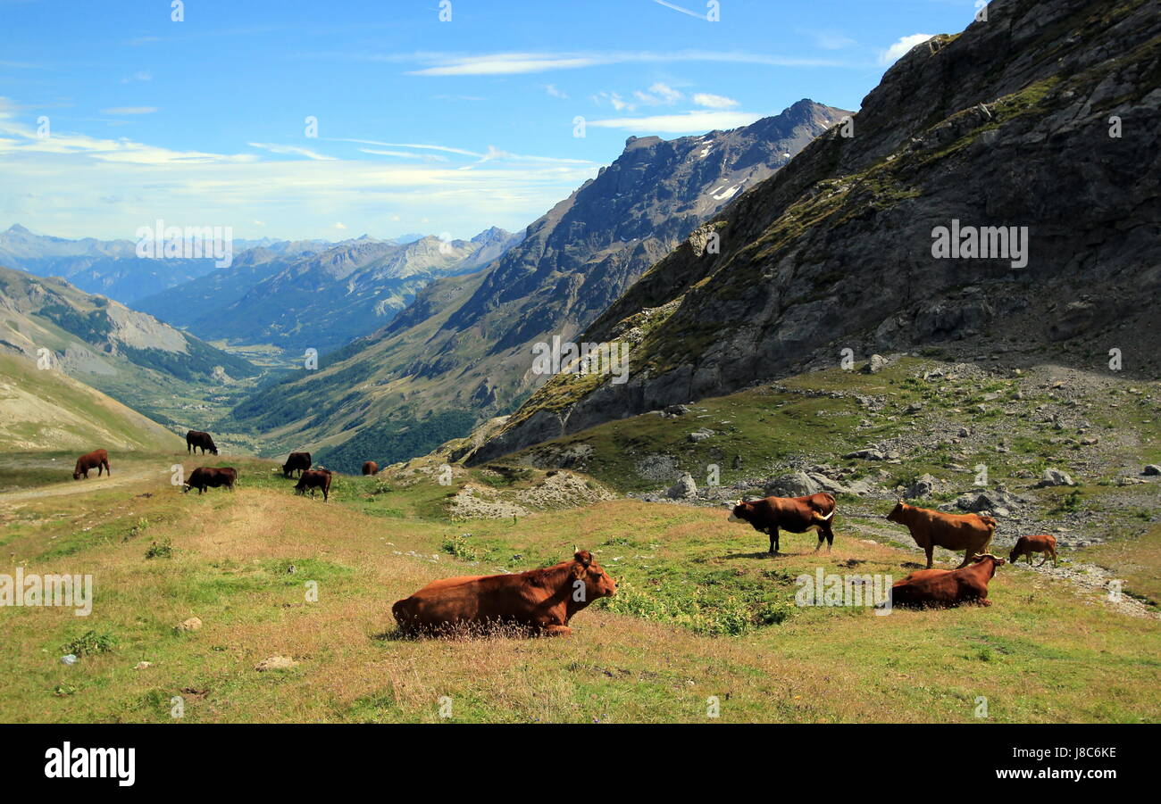 mammal, agriculture, farming, mammals, cow, herd, cows, landscape ...