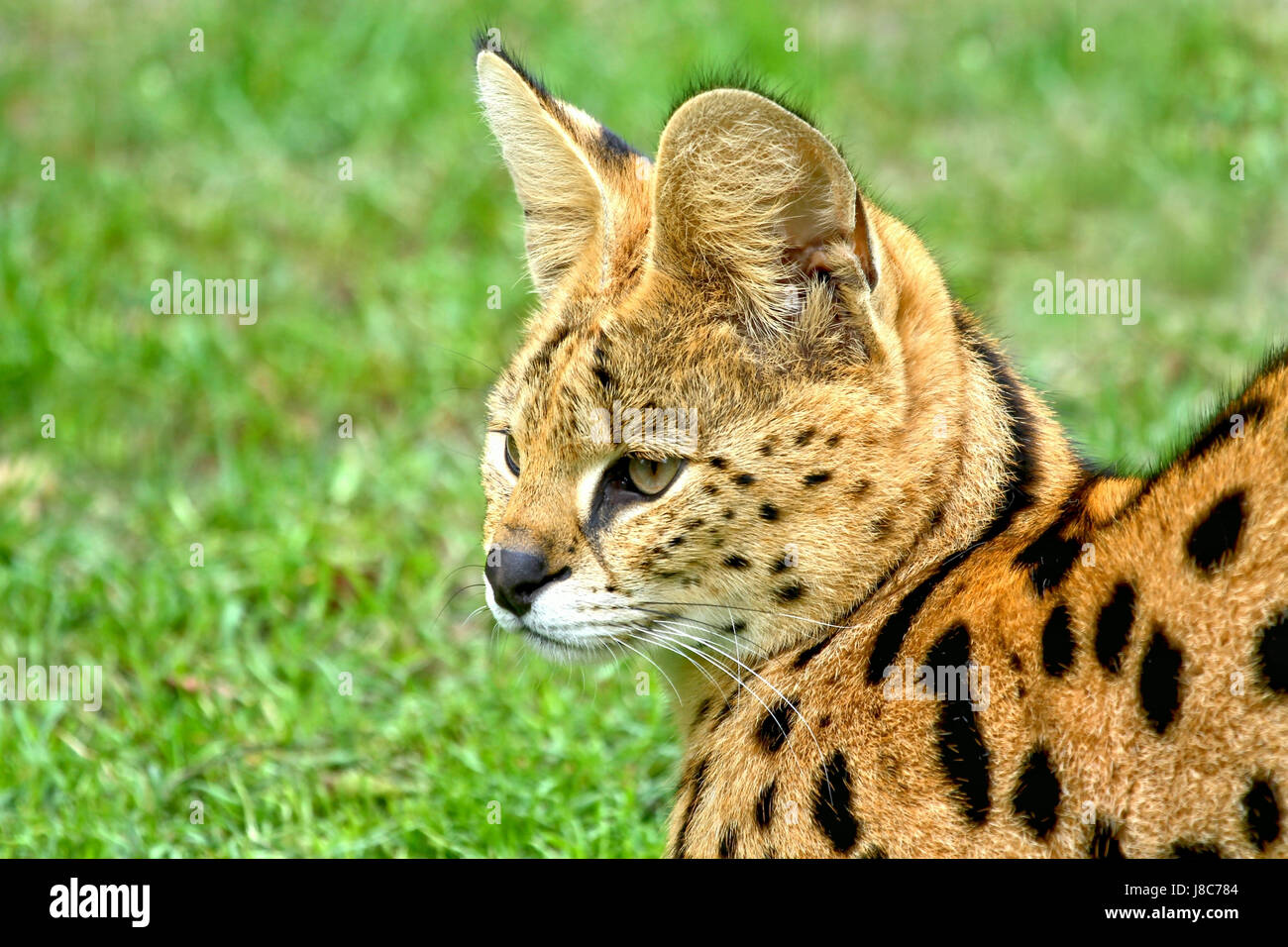 mammal, hunter, portrait, big cat, feline predator, predator, pussycat ...