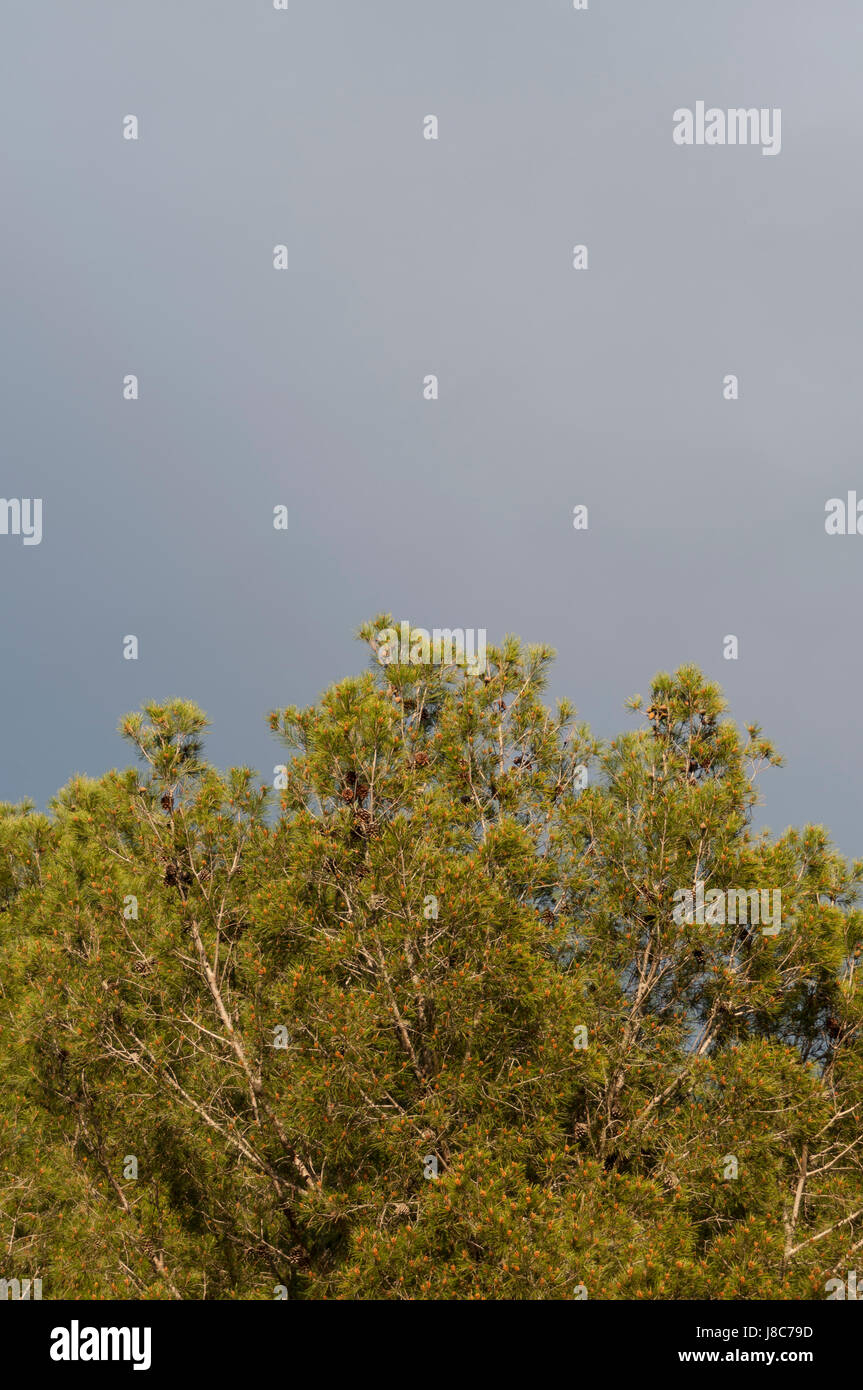 Pine tree top Stock Photo - Alamy