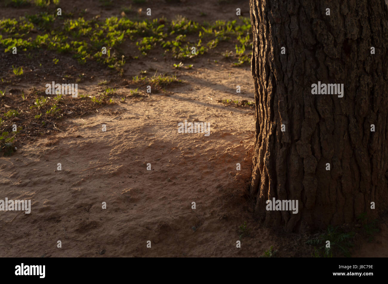 Pine tree base Stock Photo - Alamy