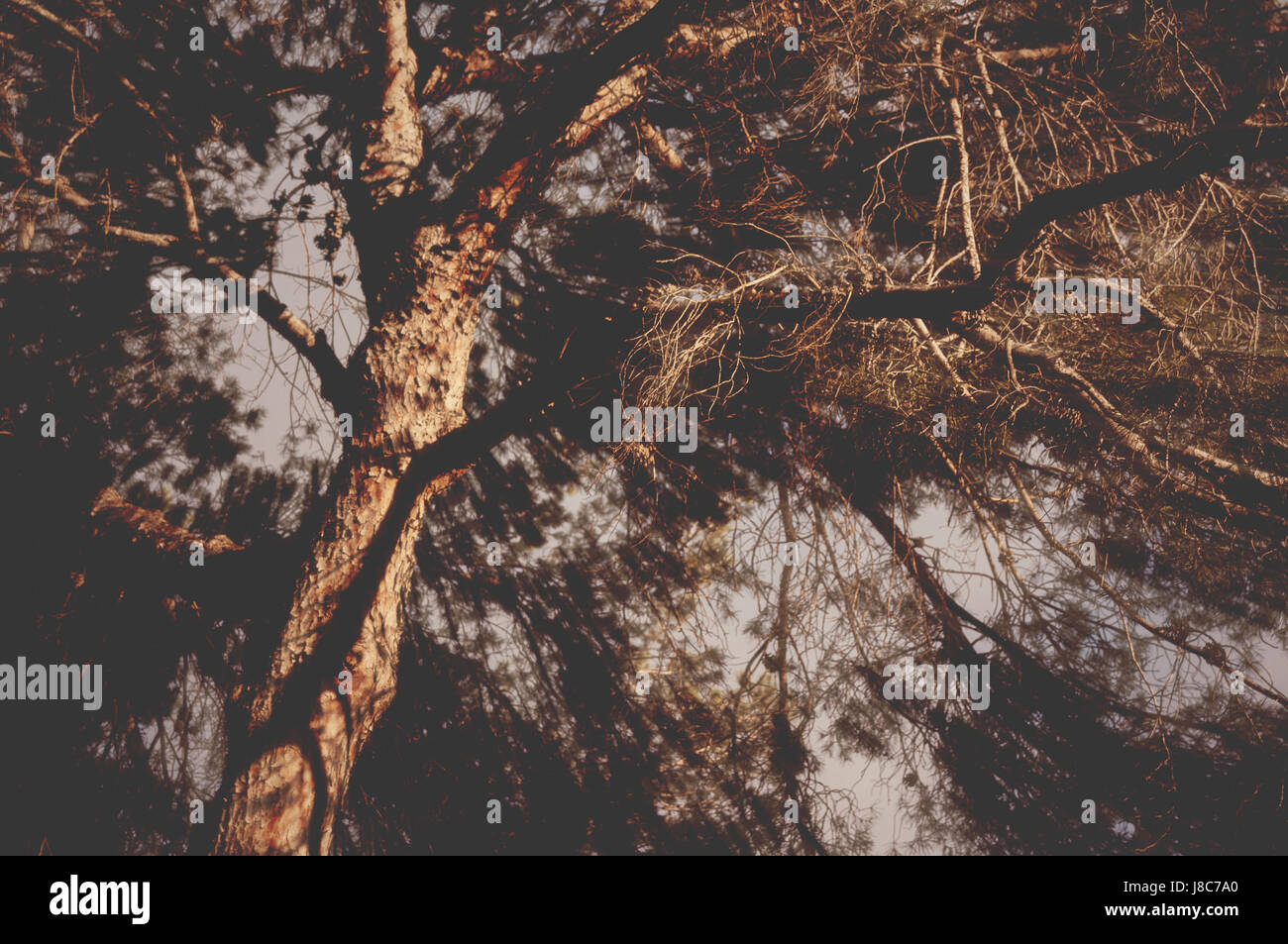 Pine tree top Stock Photo - Alamy