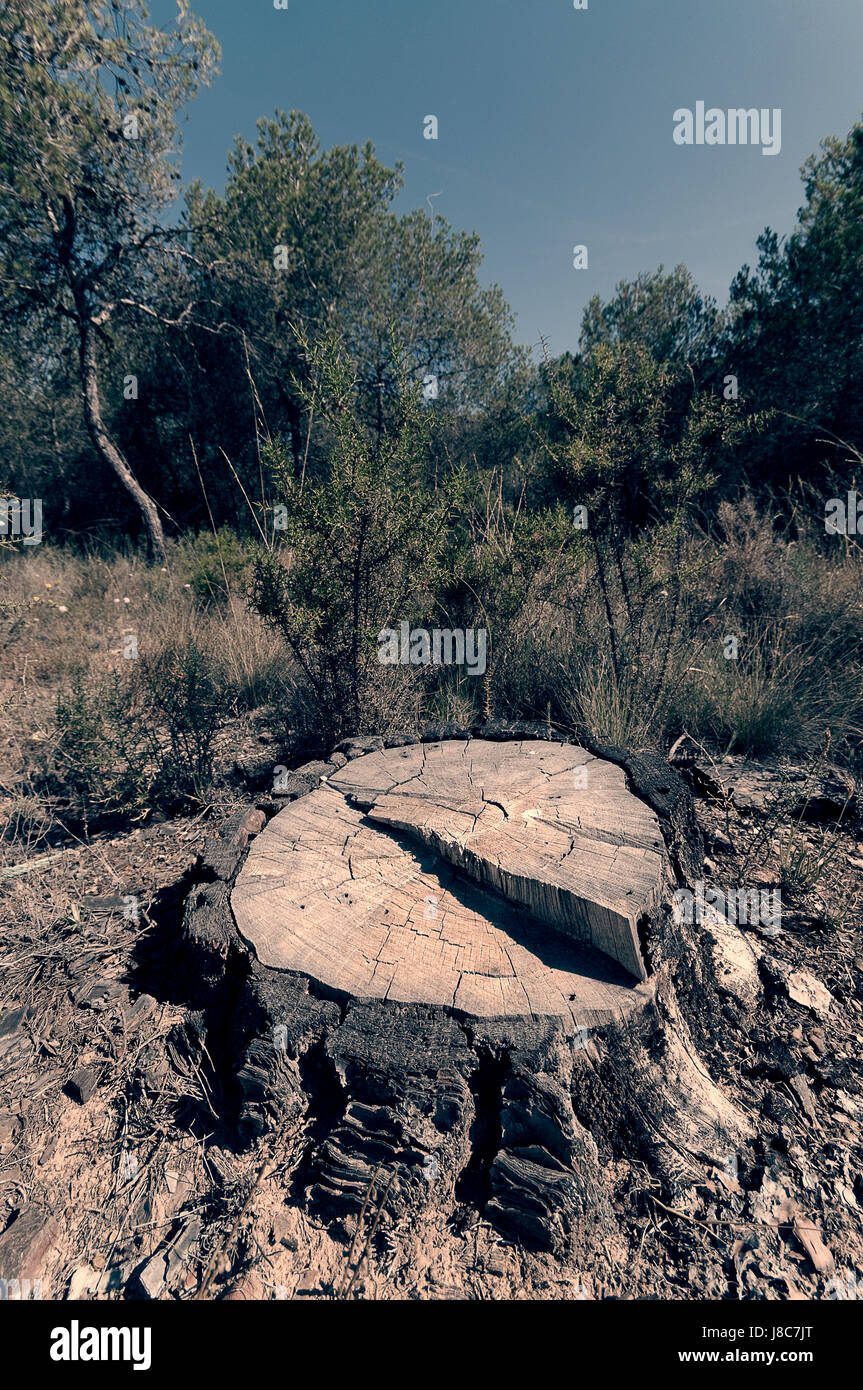 Stump in a pine tree forest Stock Photo - Alamy