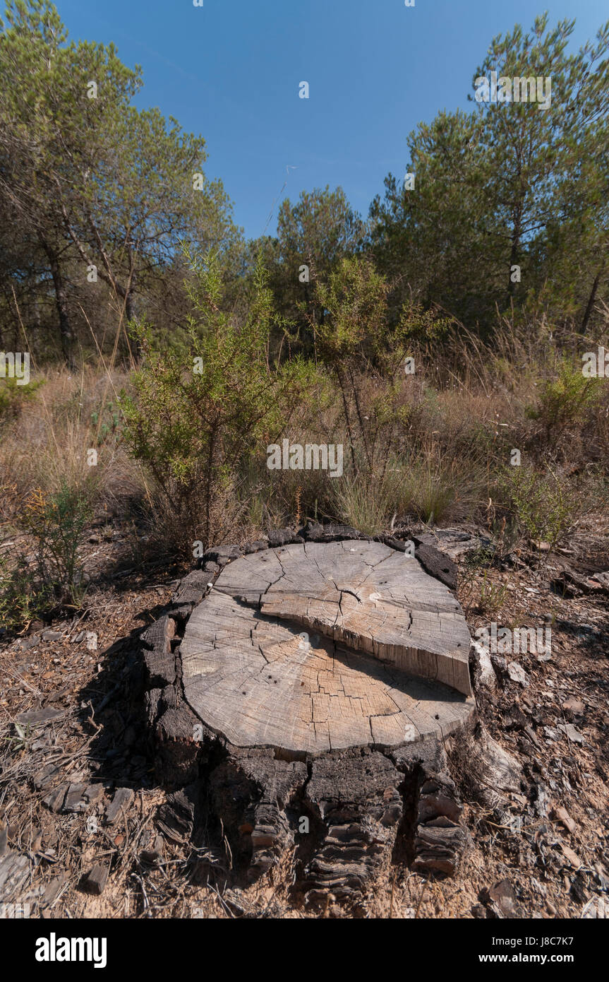 Stump in a pine tree forest Stock Photo - Alamy