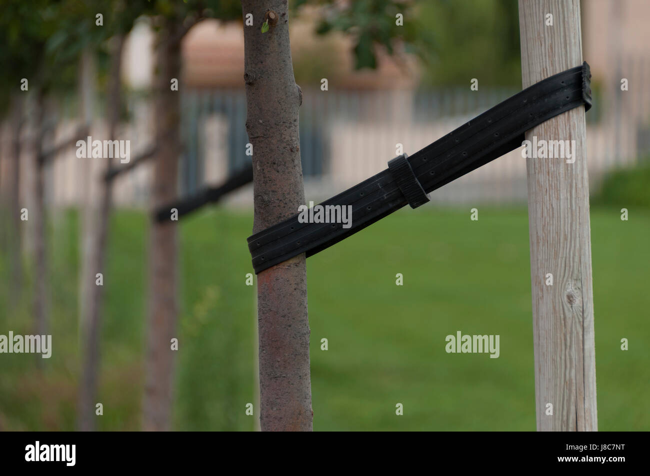 Staking techniques hi-res stock photography and images - Alamy