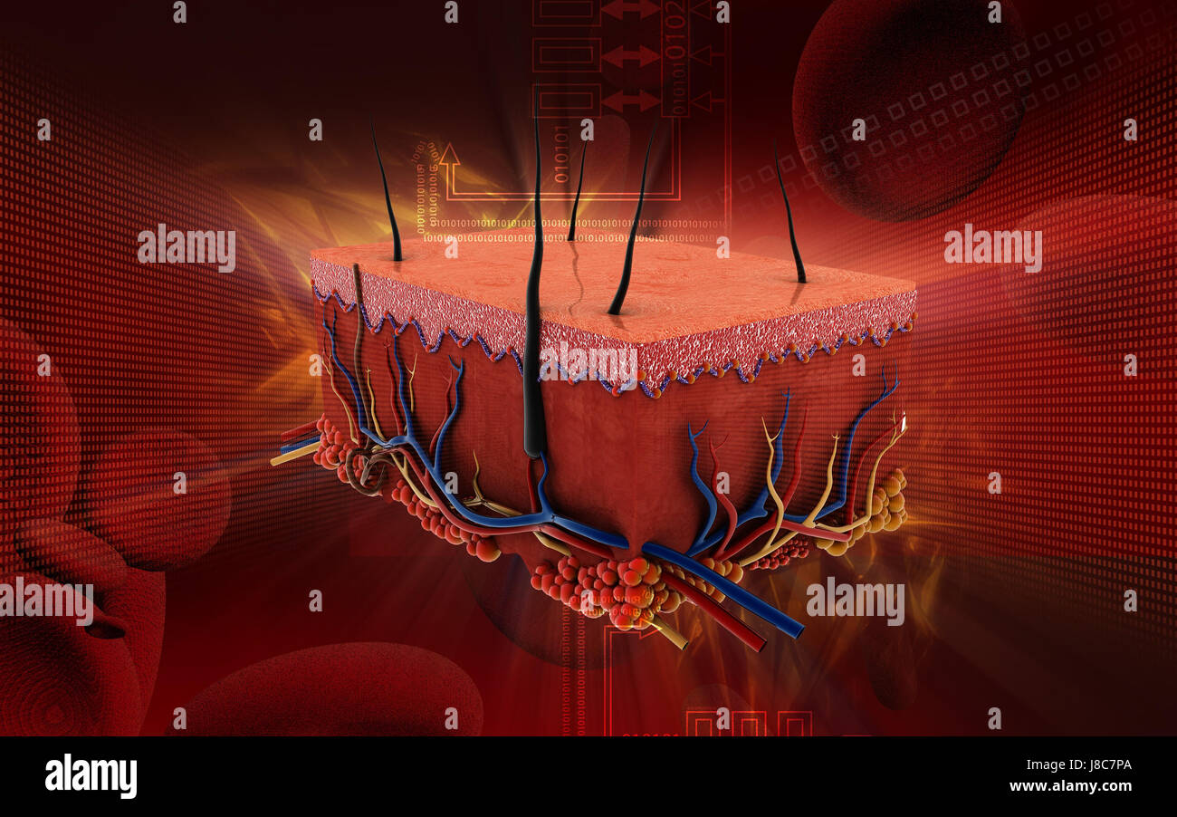 education, medicinally, medical, graphics, colour, science, skin, human ...