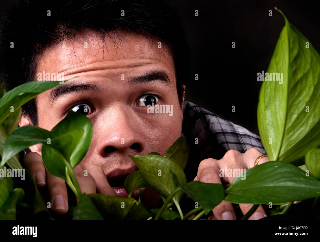 leaf, travel, environment, enviroment, tree, park, risk, wild, look ...