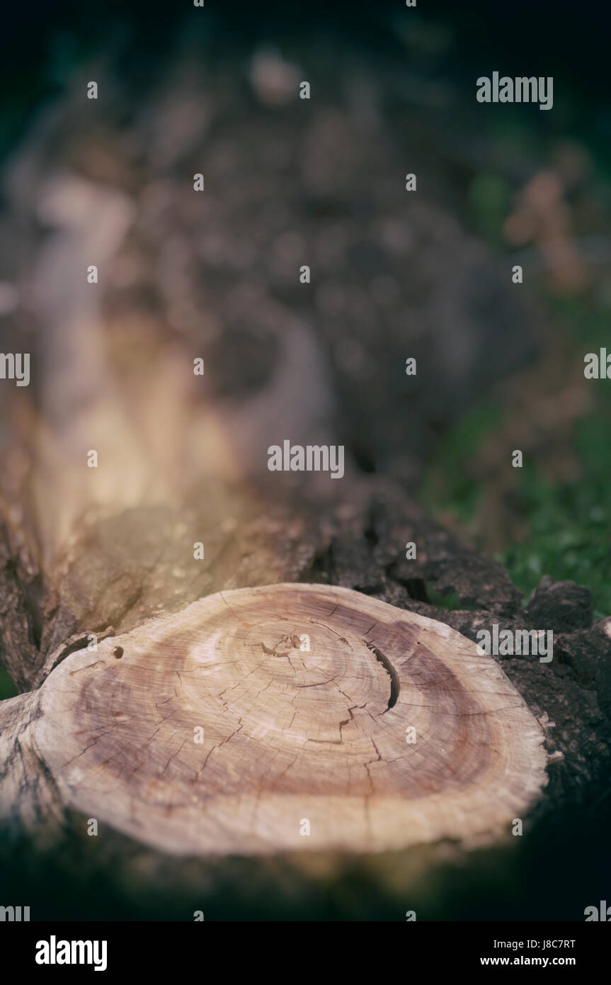 Stump in a pine tree forest Stock Photo - Alamy