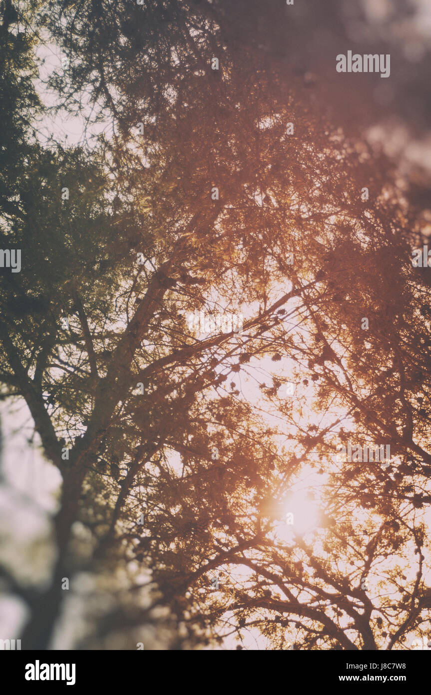 Pine tree forest Stock Photo - Alamy