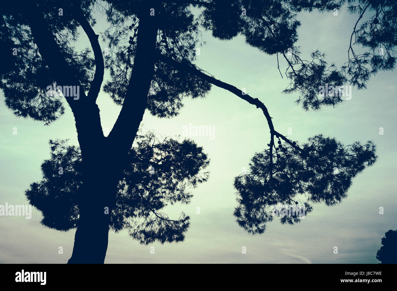 Pine tree backlight Stock Photo - Alamy