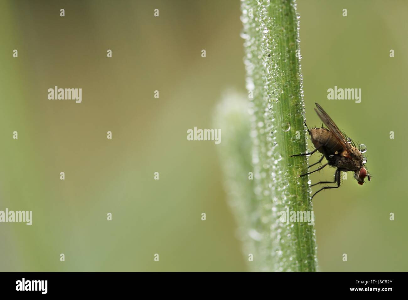 fly with morning dew Stock Photo - Alamy