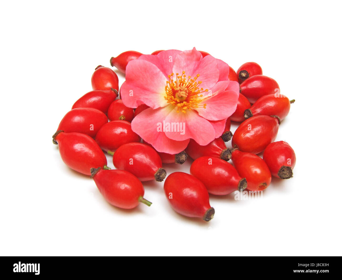 rose hips (rosa canina Stock Photo - Alamy