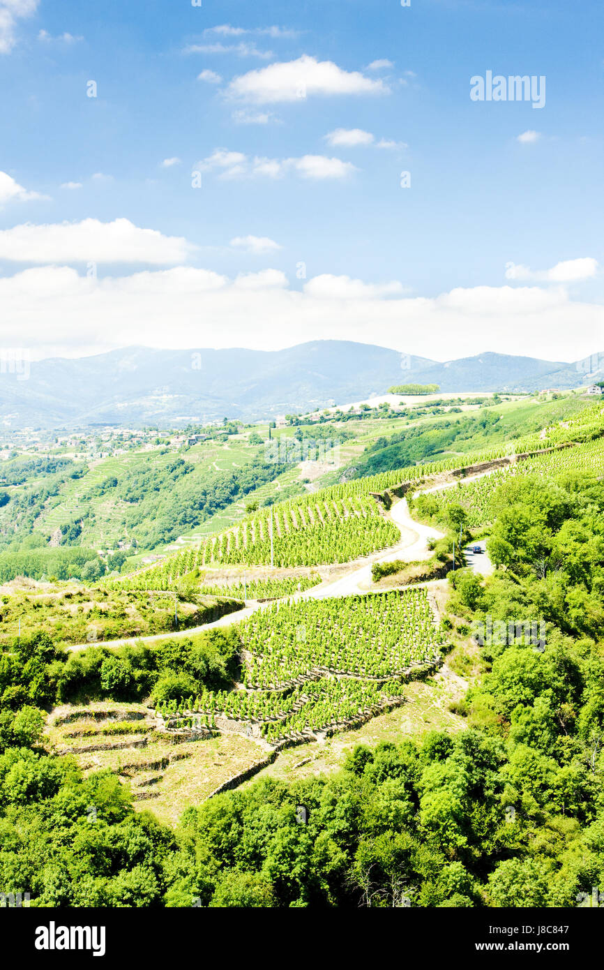travel, agriculture, farming, vineyards, europe, vineyard, vines ...