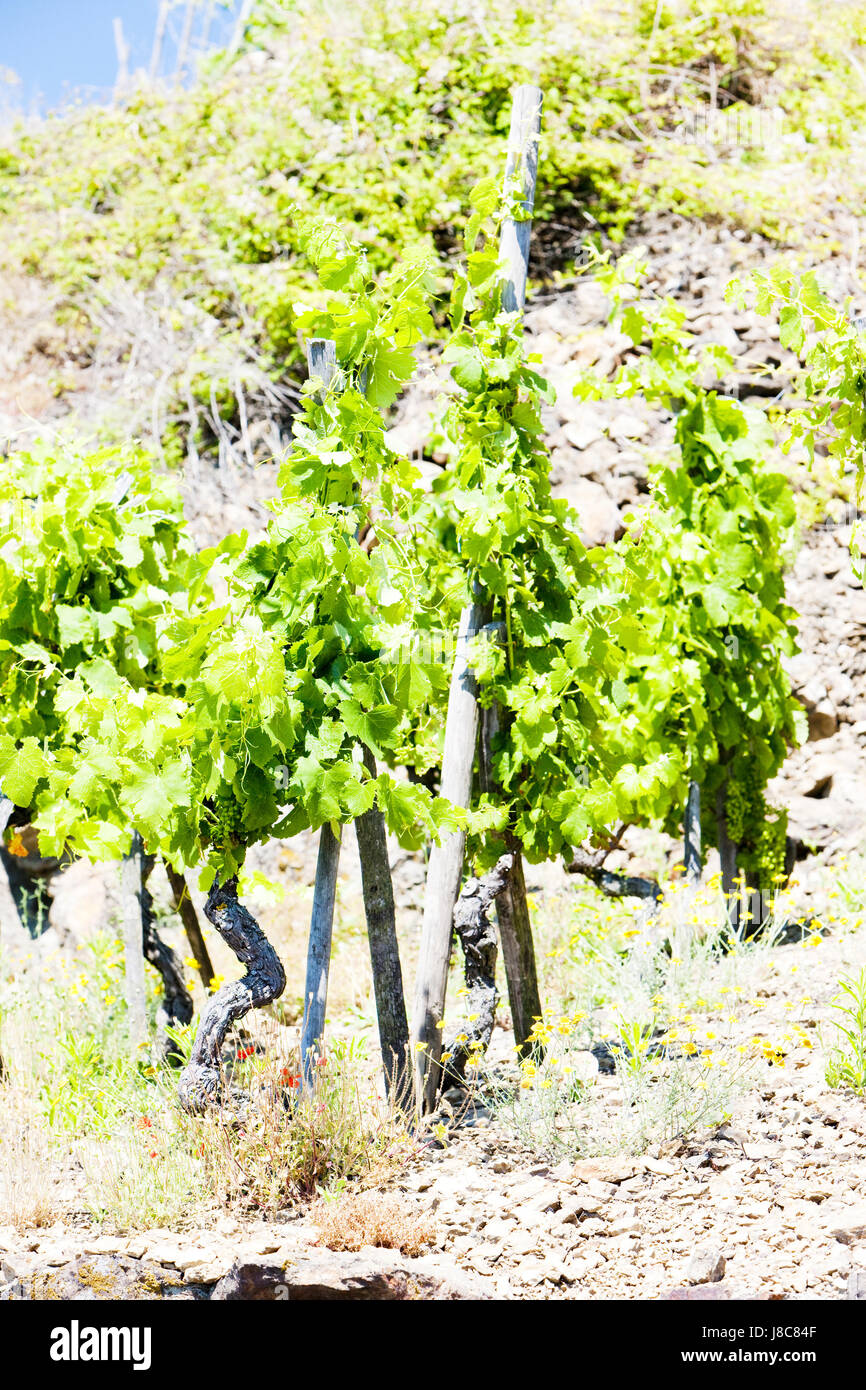 agriculture, farming, vineyards, europe, vineyard, vines, france ...