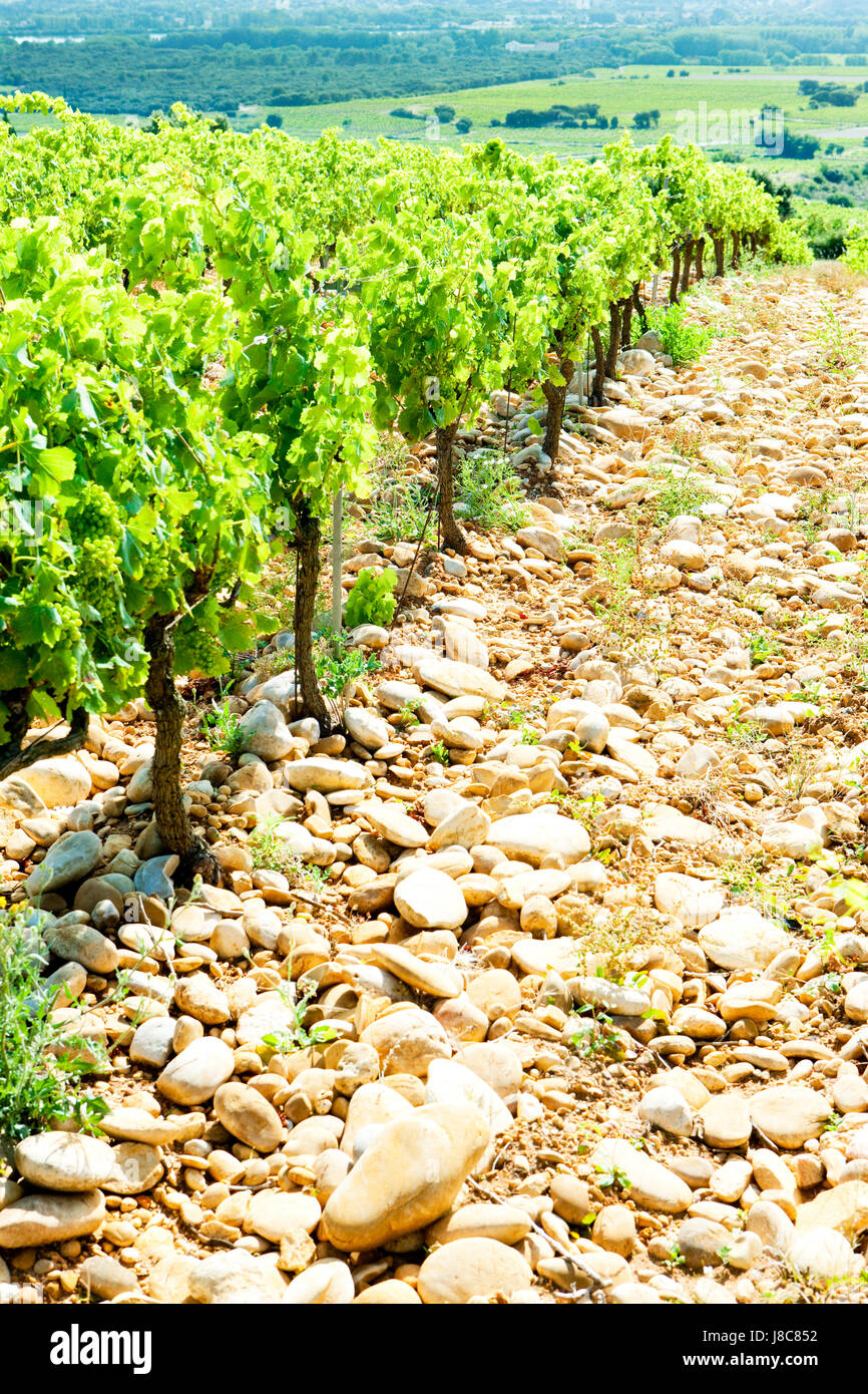 arrangement, agriculture, farming, vineyards, europe, vineyard, vines ...