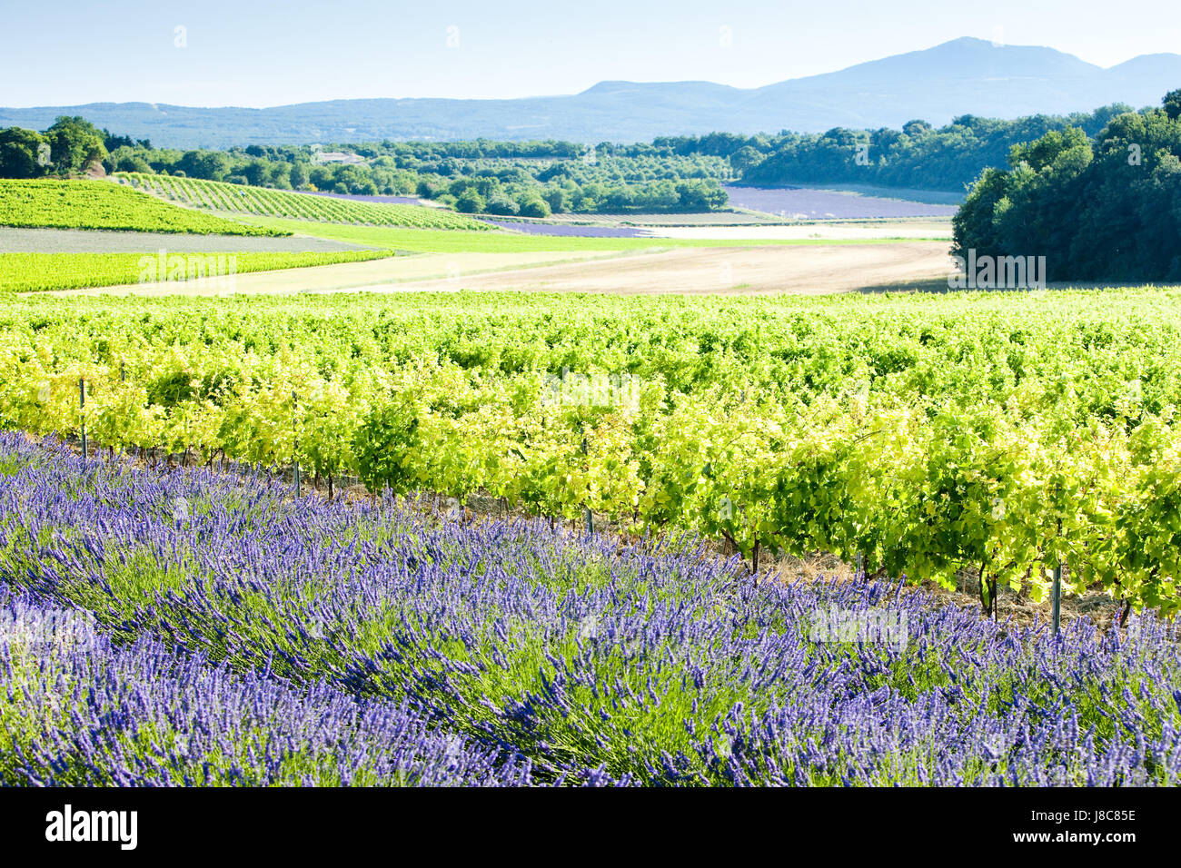 flower, plant, agriculture, farming, field, flowers, vineyards, flora ...