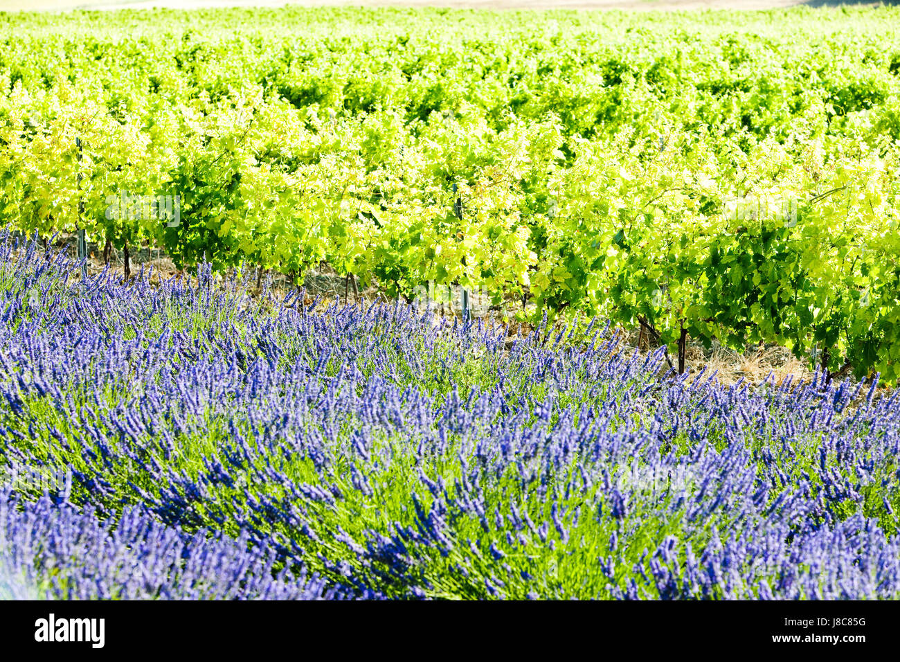 flower, plant, agriculture, farming, field, flowers, vineyards, flora ...