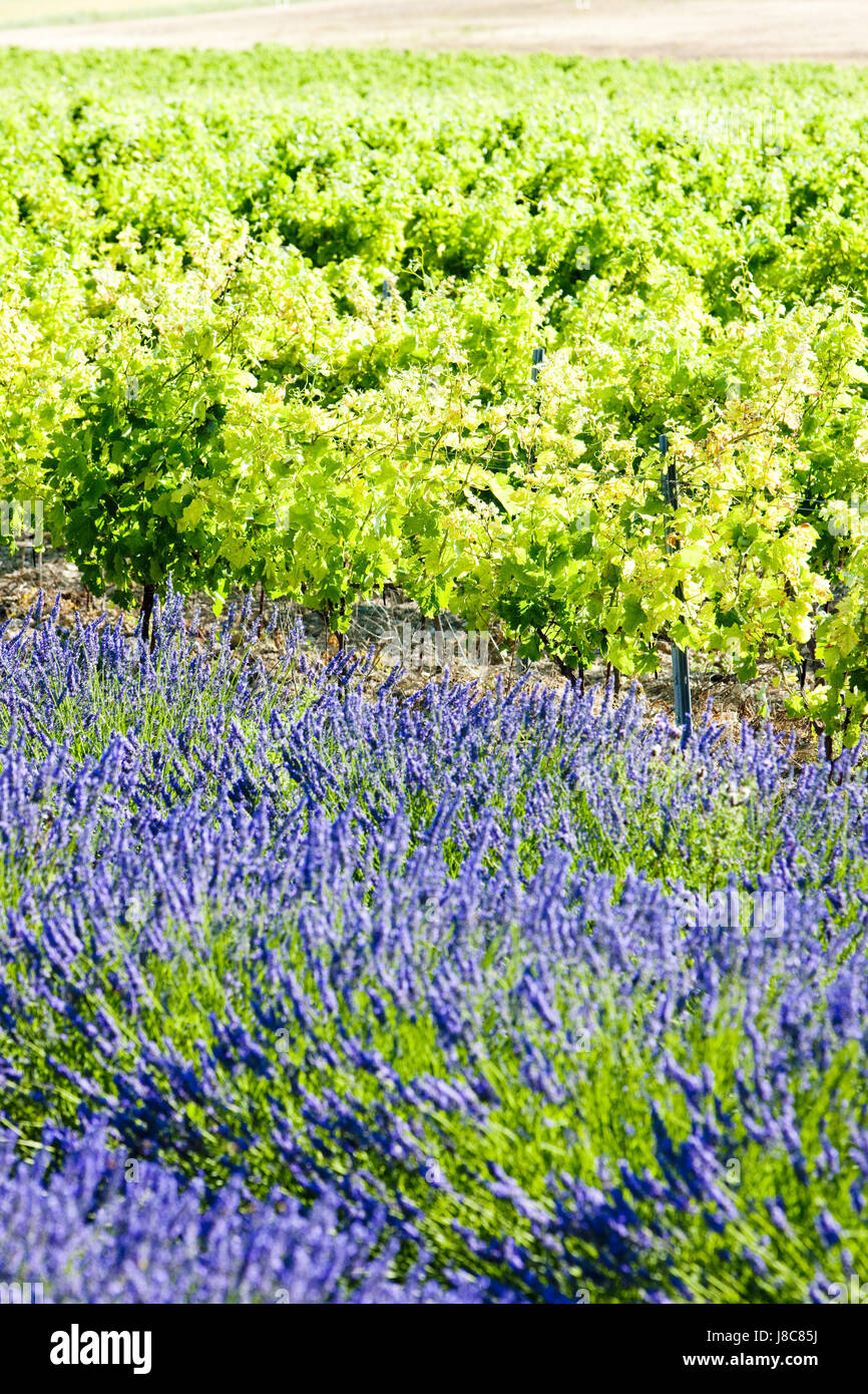 flower, plant, agriculture, farming, field, flowers, vineyards, flora ...
