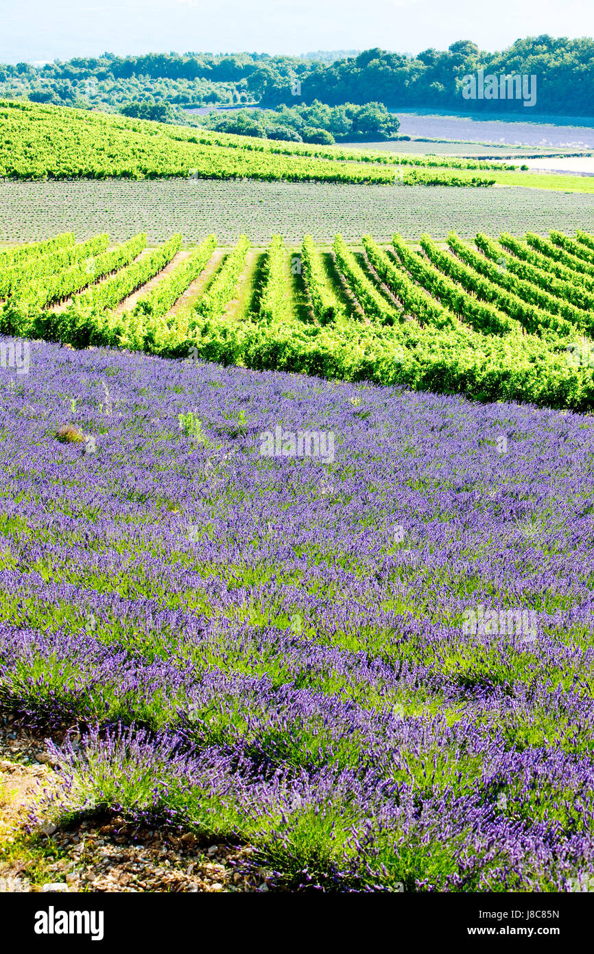 flower, plant, agriculture, farming, field, flowers, vineyards, flora ...