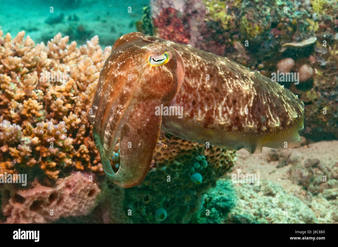 sepia, dive, squid, asia, sepia, indonesia, fish, eye, organ ...
