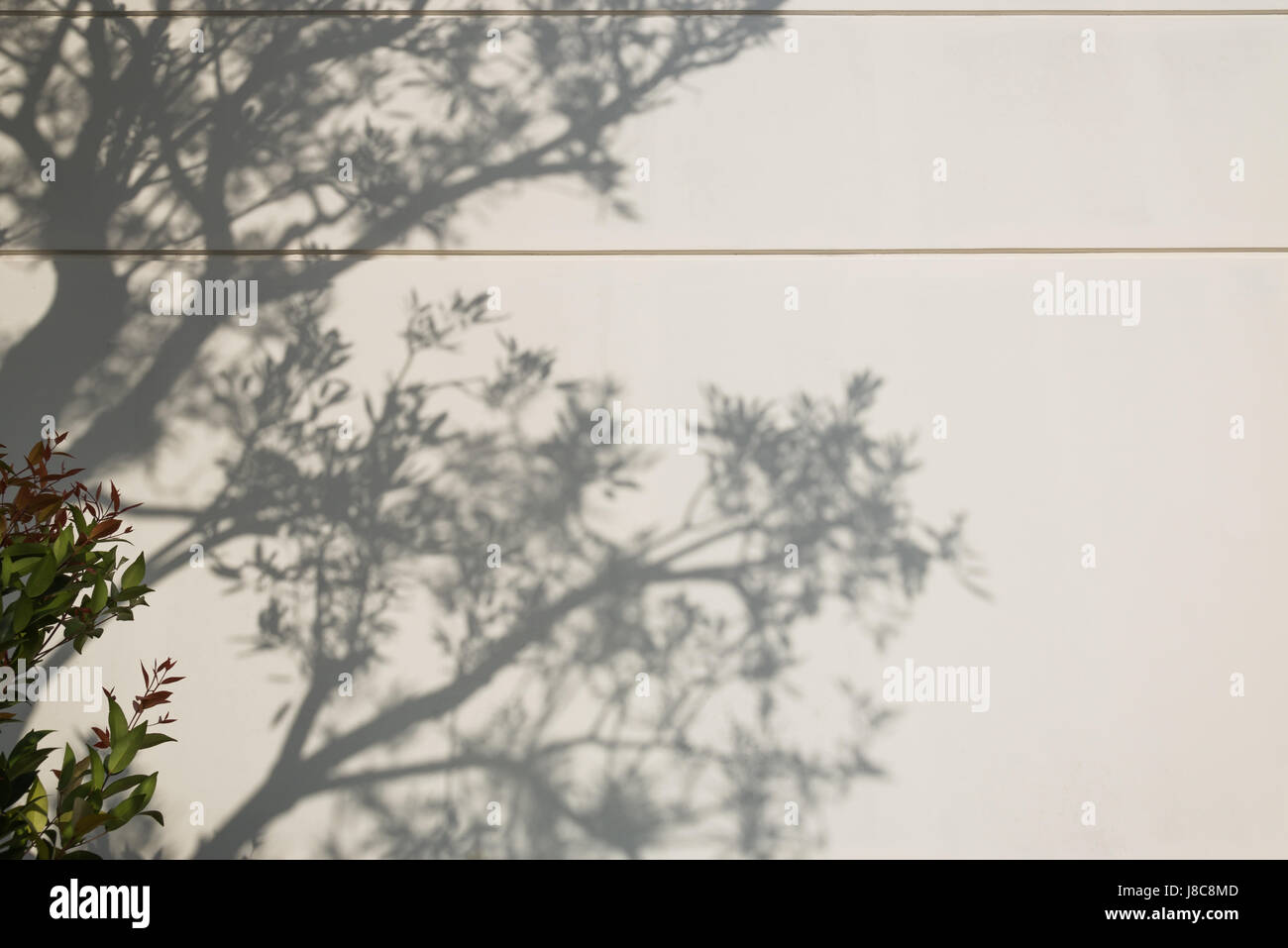 Light and shadows of trees projected onto the wall Stock Photo - Alamy