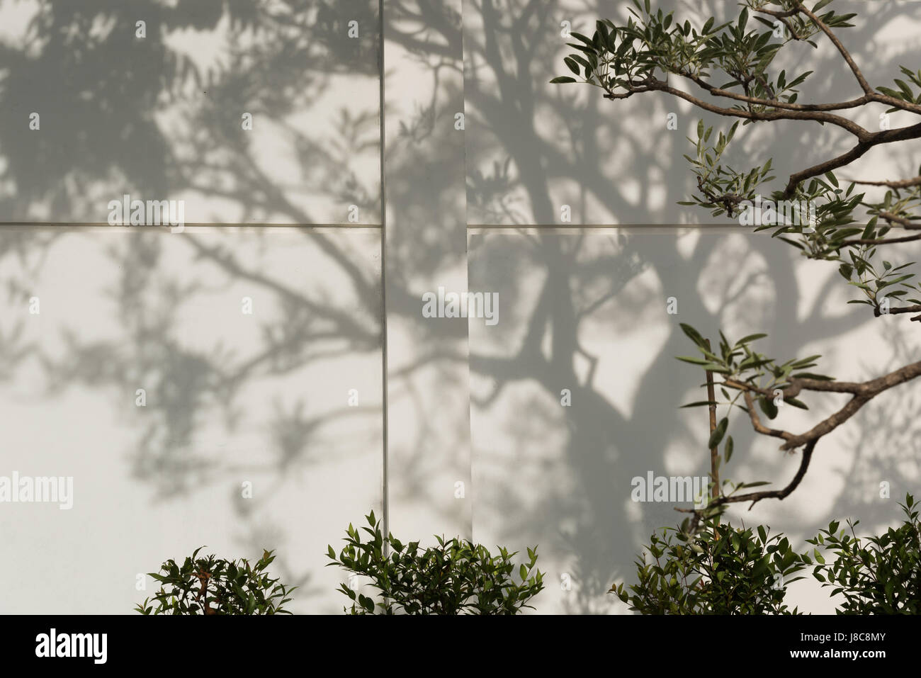 Light and shadows of trees projected onto the wall Stock Photo - Alamy