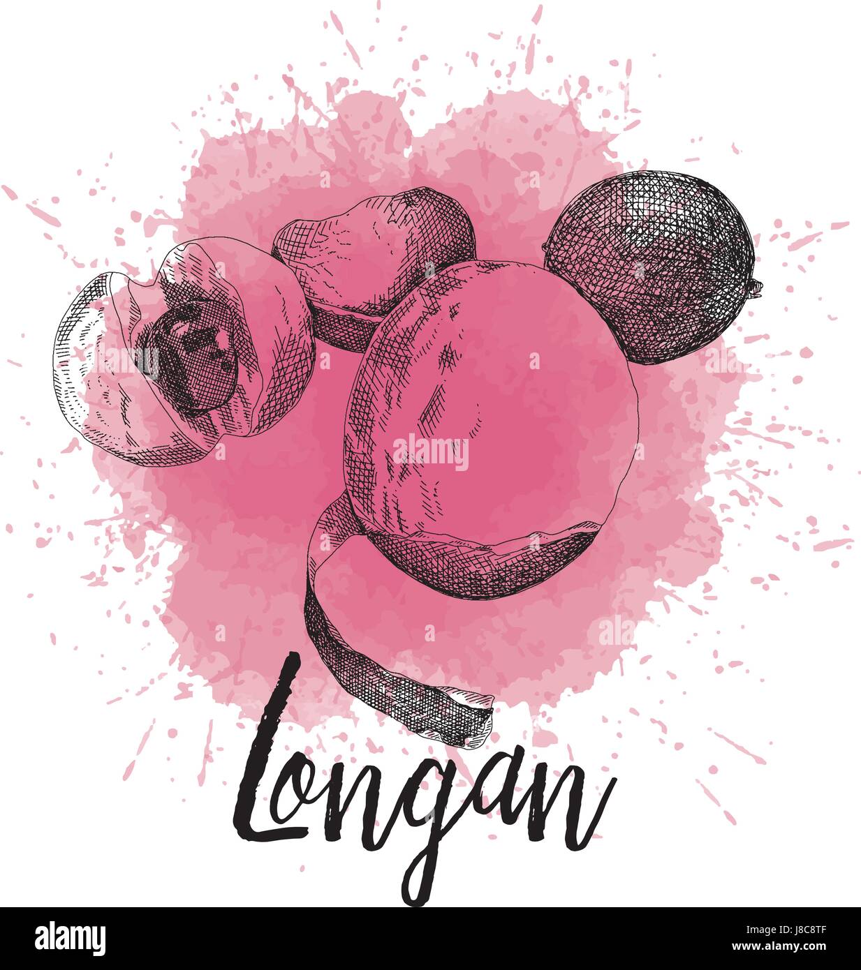 Vector illustration of a longan graphics Stock Vector Image & Art - Alamy