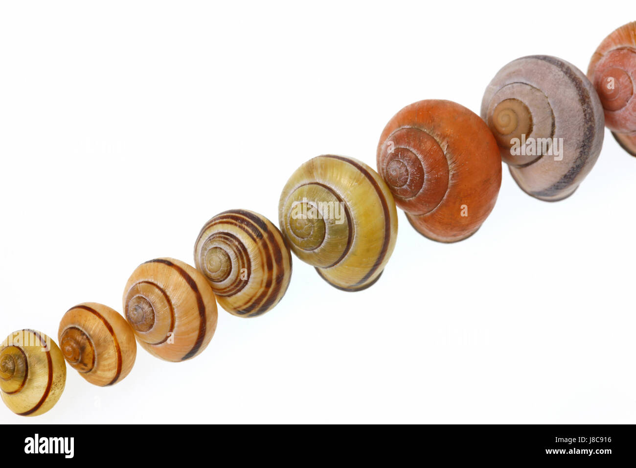 protected, sheltered, environment, enviroment, animal, spiral, snail ...