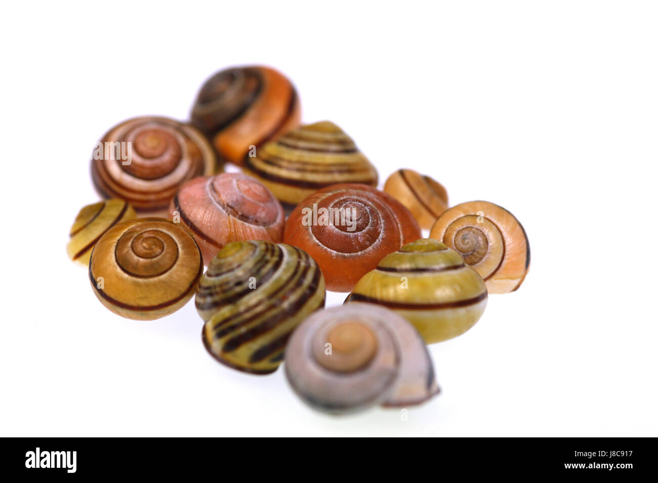 protected, sheltered, environment, enviroment, animal, spiral, snail ...