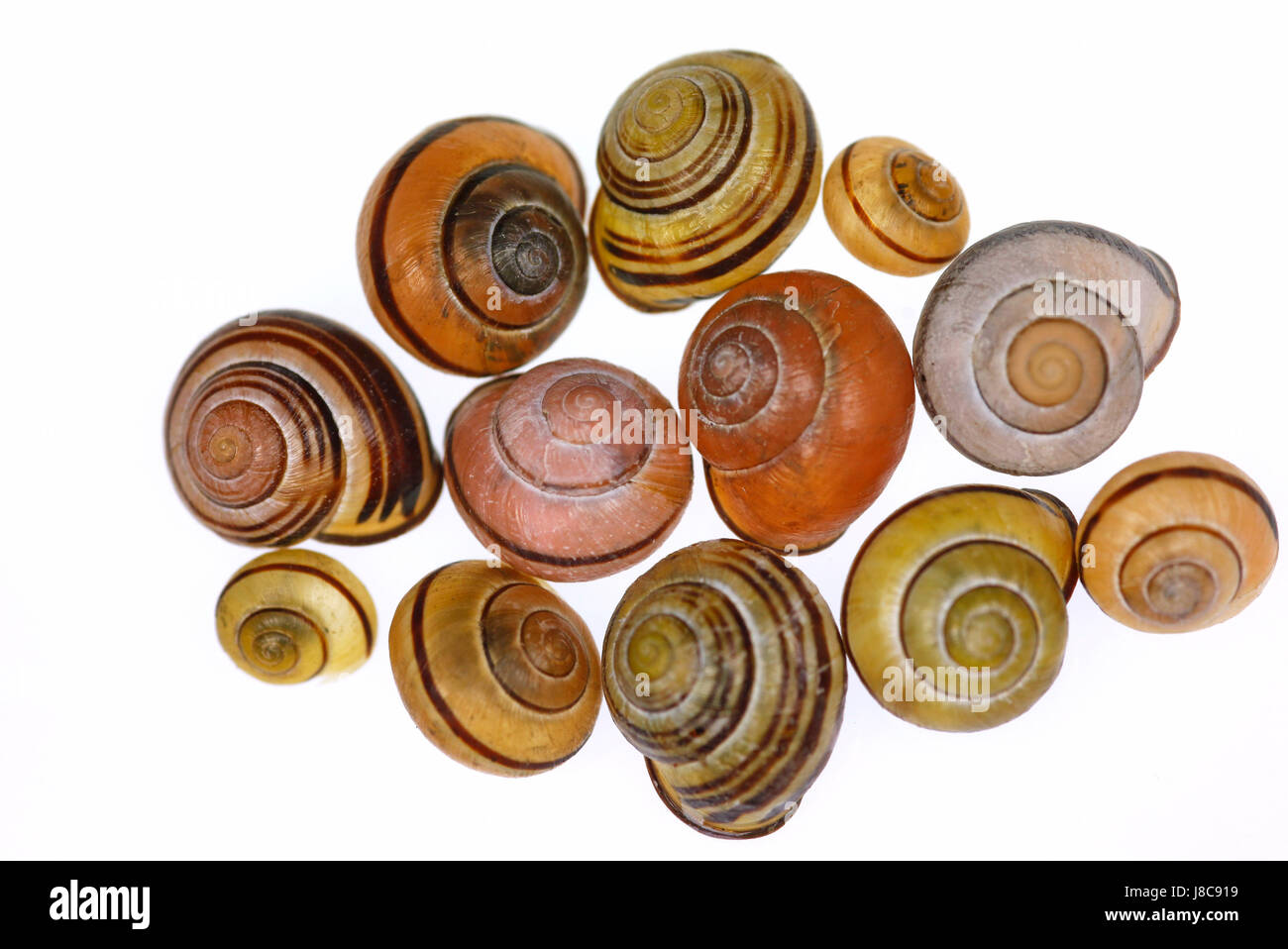 protected, sheltered, environment, enviroment, animal, spiral, snail ...