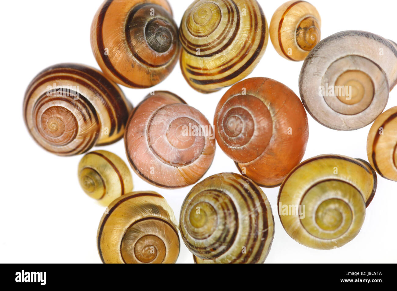 protected, sheltered, environment, enviroment, animal, spiral, snail ...