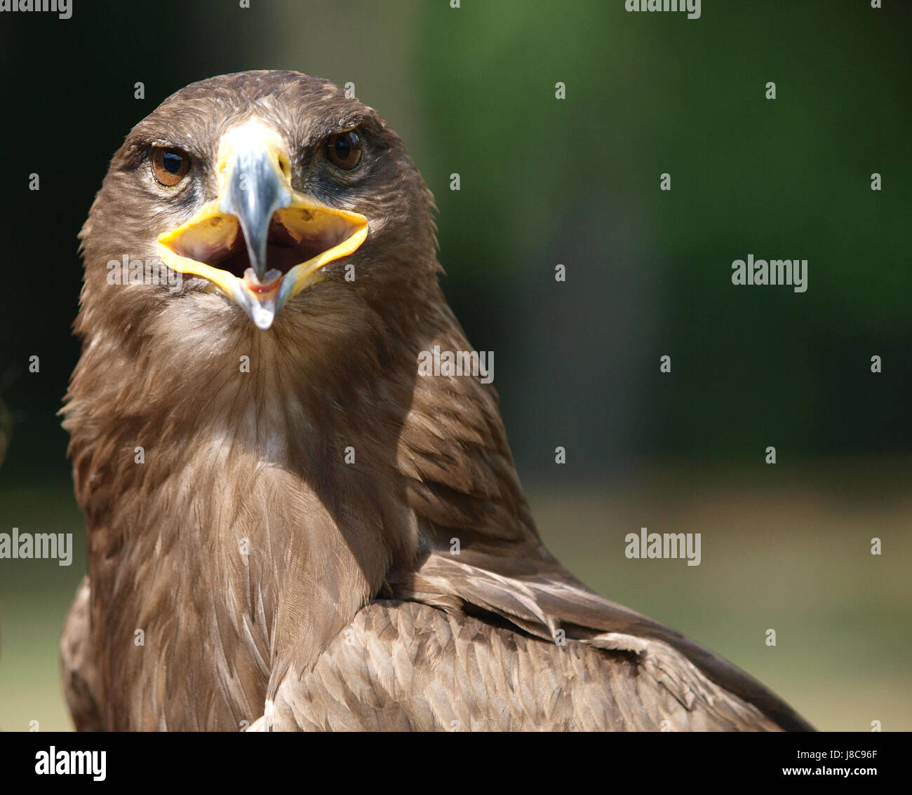 raptor, birds of prey, eagle, animal portrait, raptor, birds of prey ...