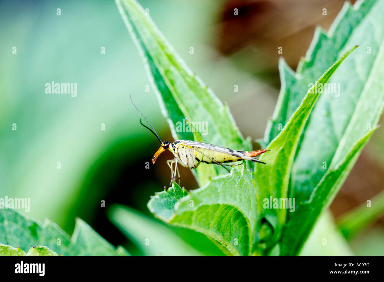 fly, german, male, masculine, fly, german, skorpionsfliege, panorpa ...