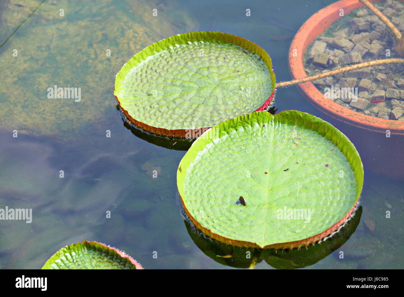 giant, leaves, surface, lotus, ornamental, floating, plants, round ...