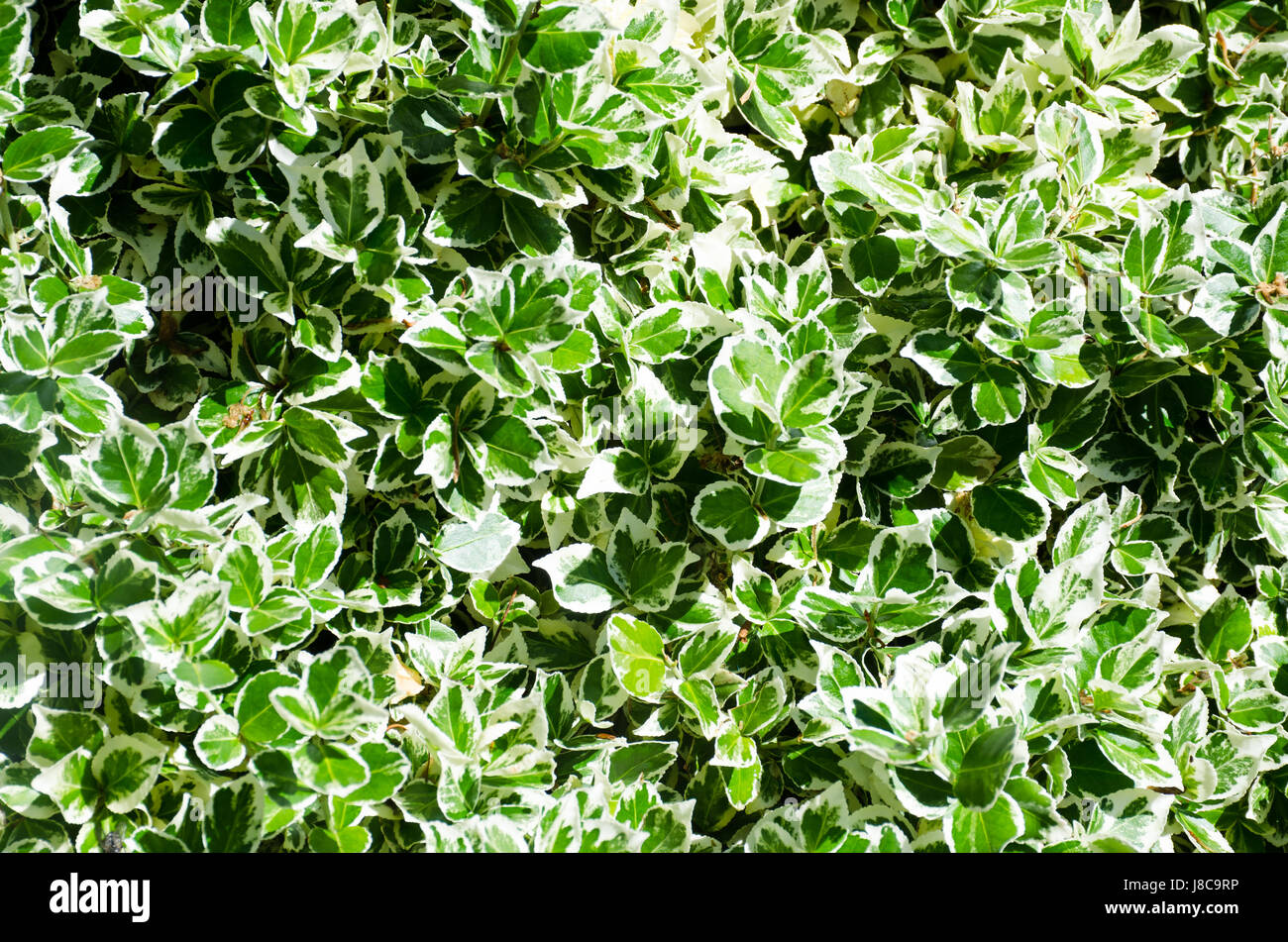 Variegated hedging in green and white Stock Photo - Alamy