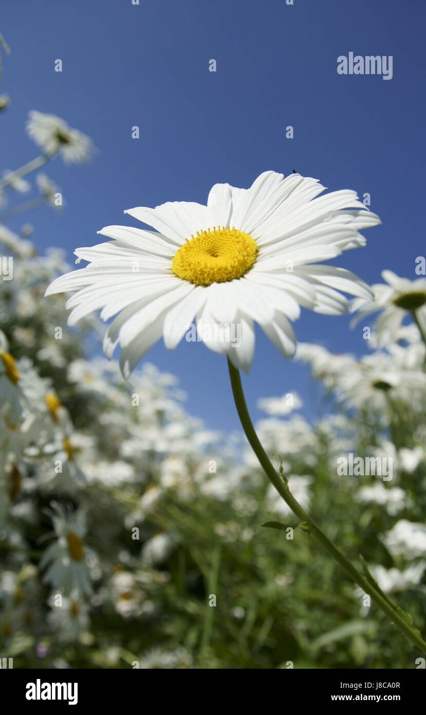 blue, flower, plant, bloom, blossom, flourish, flourishing, firmament ...