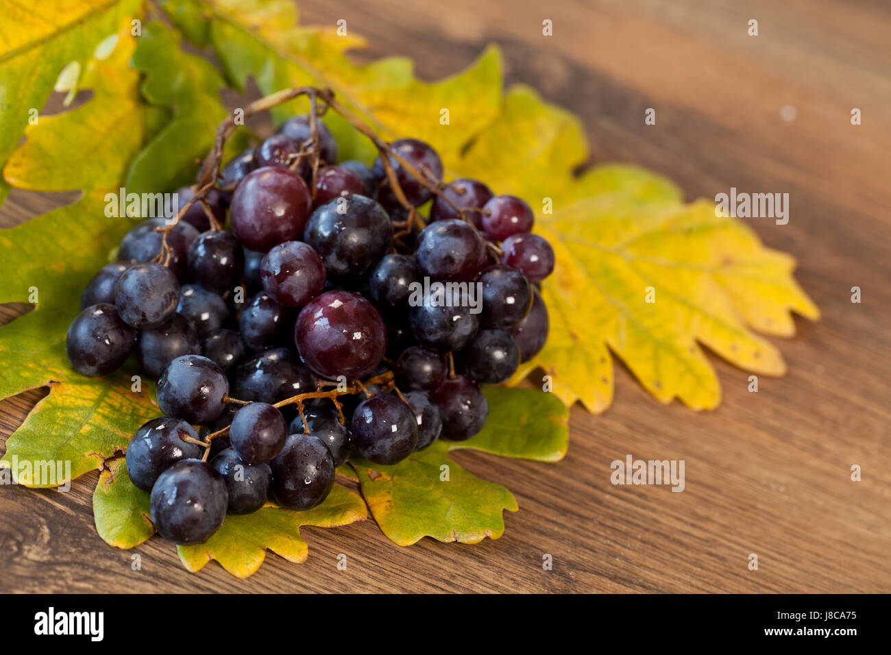 drink, drinking, bibs, wine, grapes, winery, backdrop, background ...