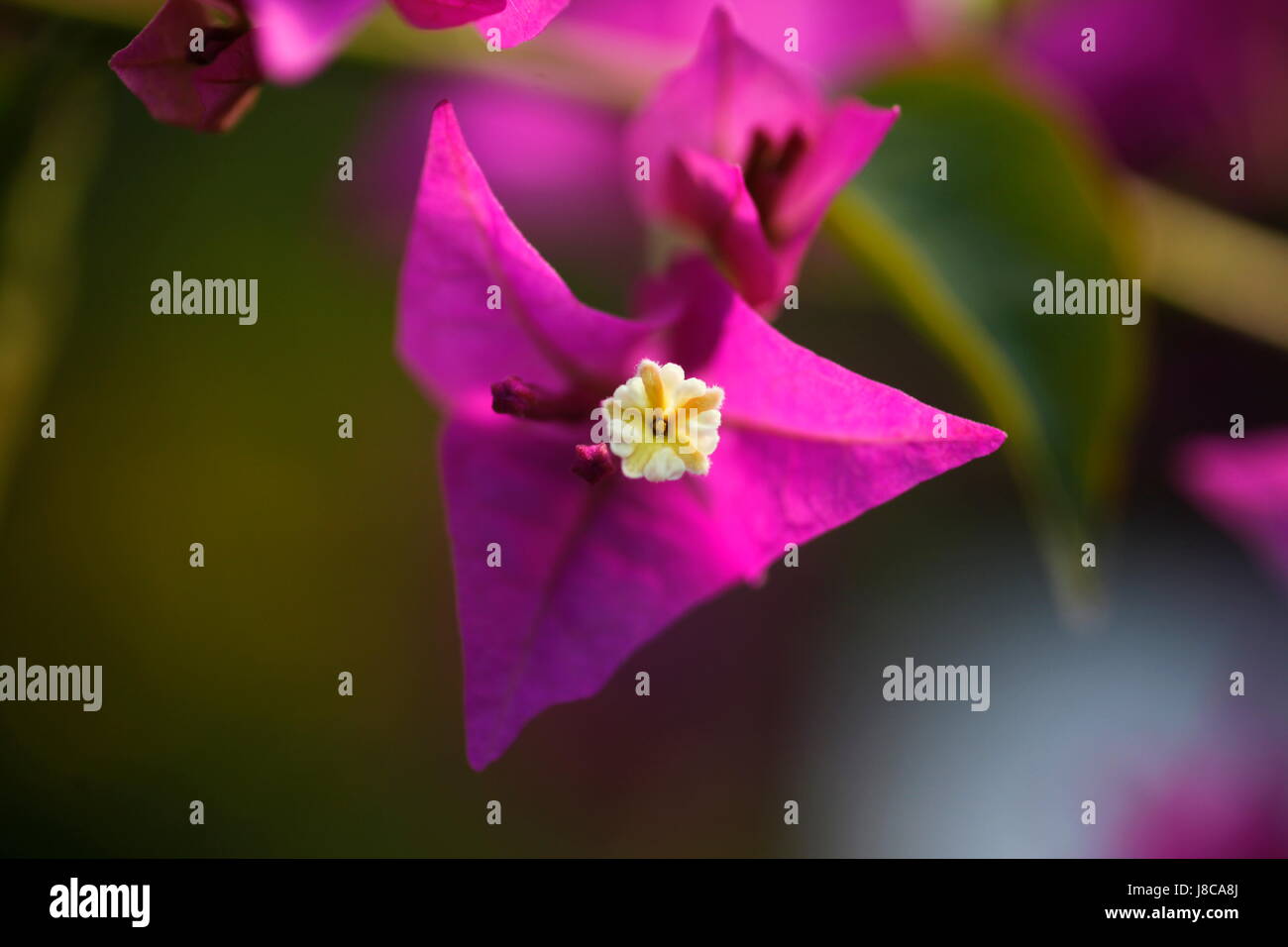 garden, plant, flower, bloom, blossom, flourish, flourishing, flowers ...